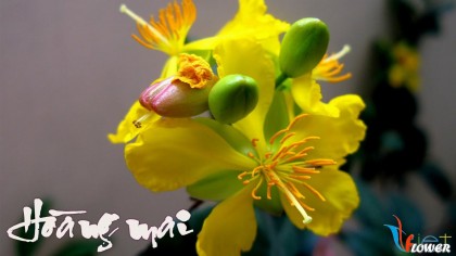 Tên và hình ảnh các loài hoa mai đẹp ở Việt Nam