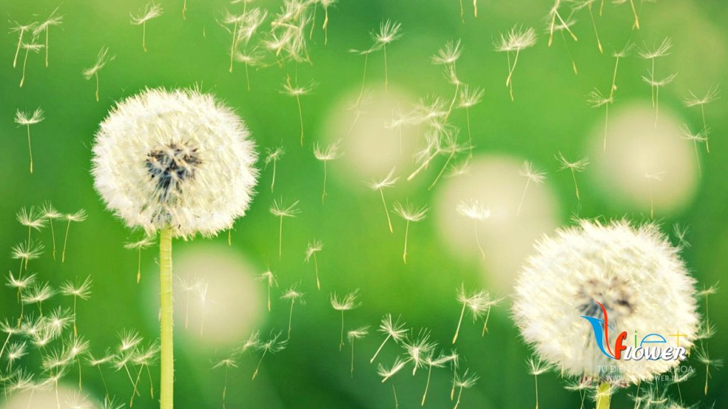Tìm hiểu về hoa bô công anh - Dandelion