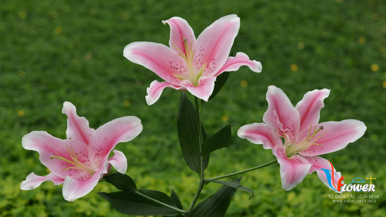 Tìm hiểu về Hoa Ly - Lily