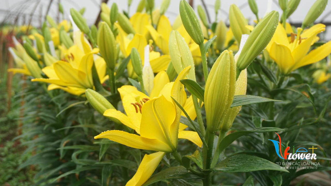 Tìm hiểu về Hoa Ly - Lily