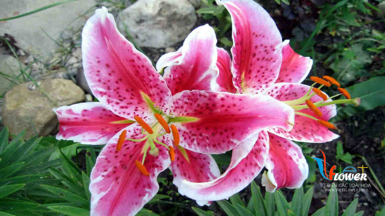 Tìm hiểu về Hoa Ly - Lily