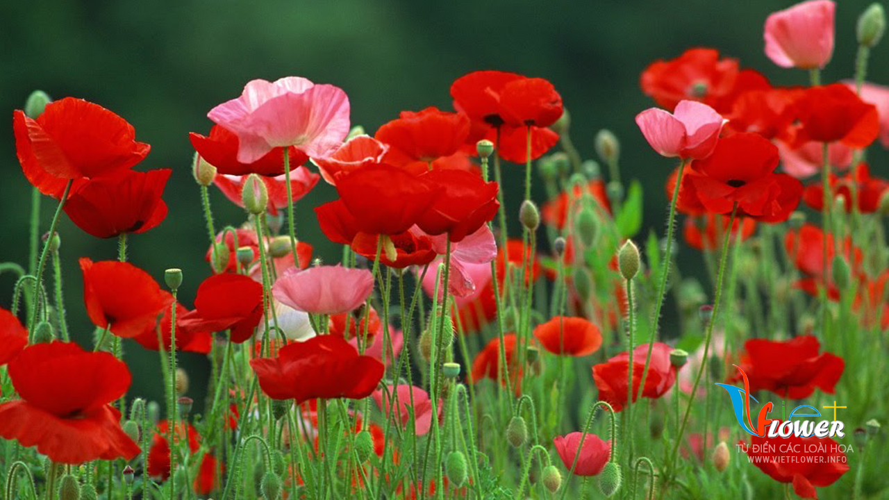 Tìm hiểu về Hoa Anh Túc - Oriental Poppy