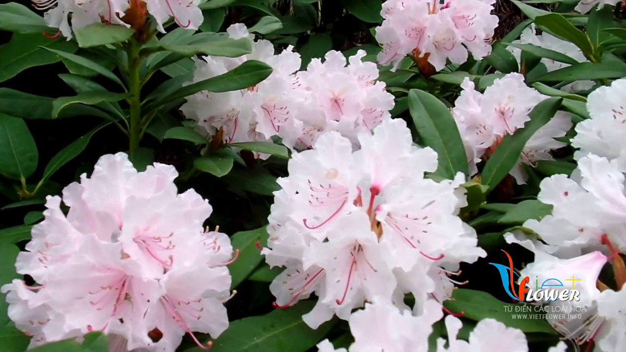 Tìm hiểu về Hoa Đỗ Quyên - Rhododendron