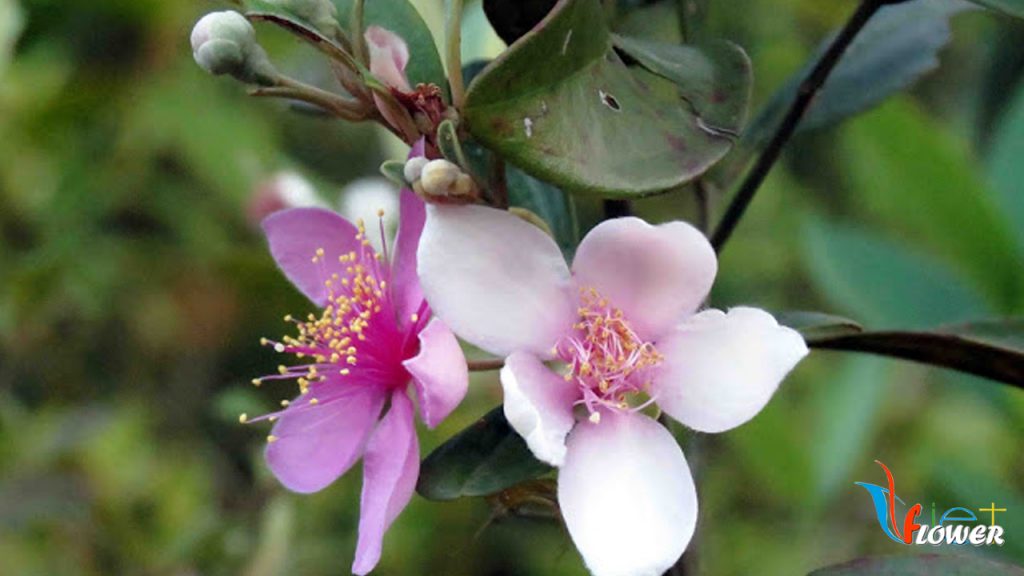 Ý nghĩa hoa Sim tím