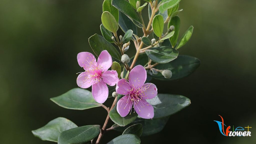 Ý nghĩa hoa Sim tím