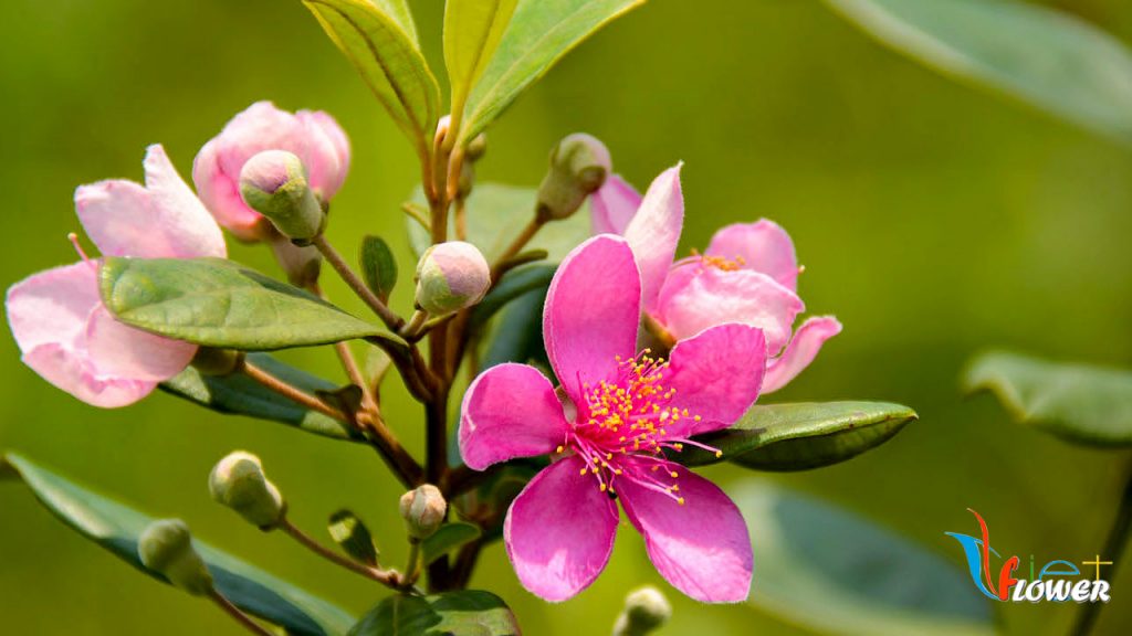 Ý nghĩa hoa Sim tím