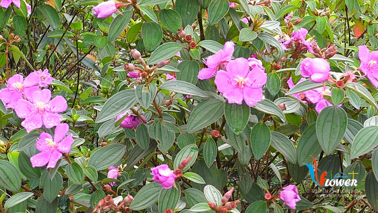 Tìm hiểu về Hoa Sim - Rhodomyrtus tomentosa