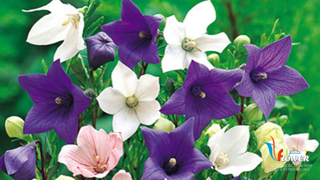 Tìm hiểu về Hoa Cát Cánh - Platycodon grandiflorus