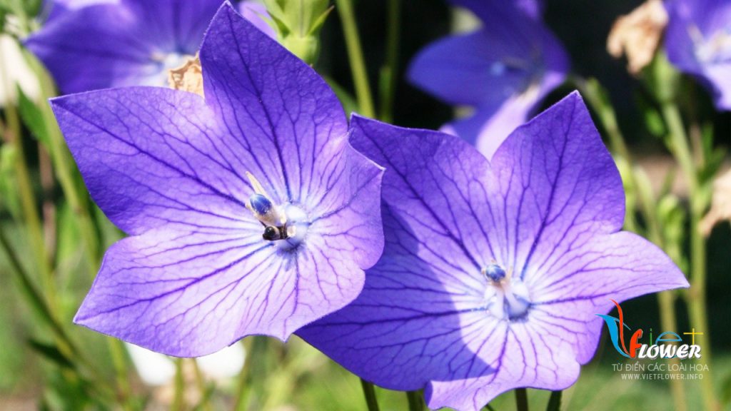 Tìm hiểu về Hoa Cát Cánh - Platycodon grandiflorus