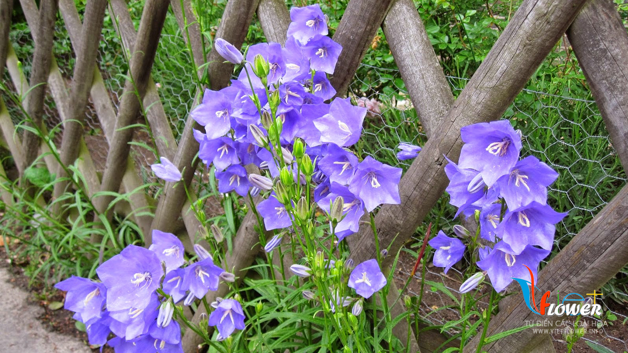 Tìm hiểu về Hoa Cát Cánh - Platycodon grandiflorus