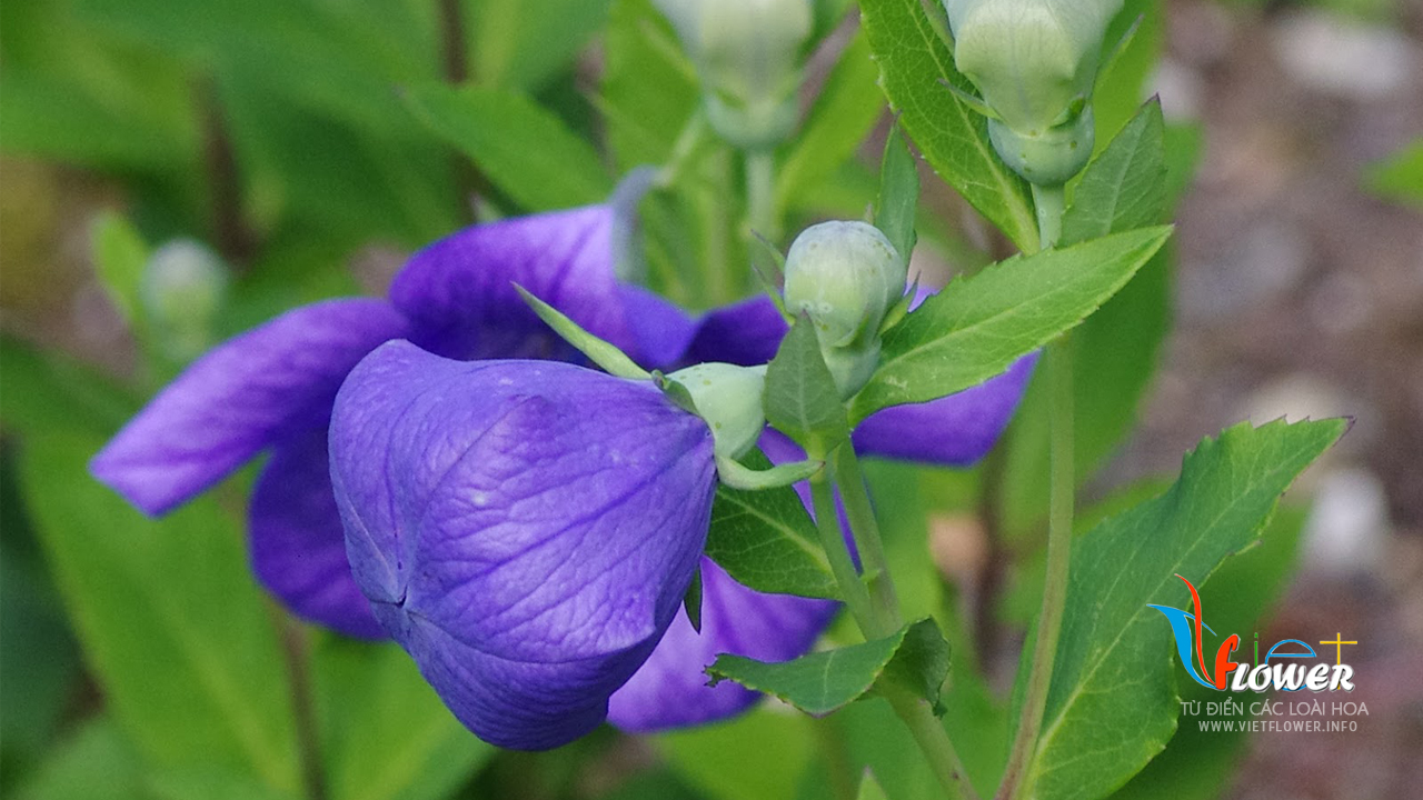 Tìm hiểu về Hoa Cát Cánh - Platycodon grandiflorus