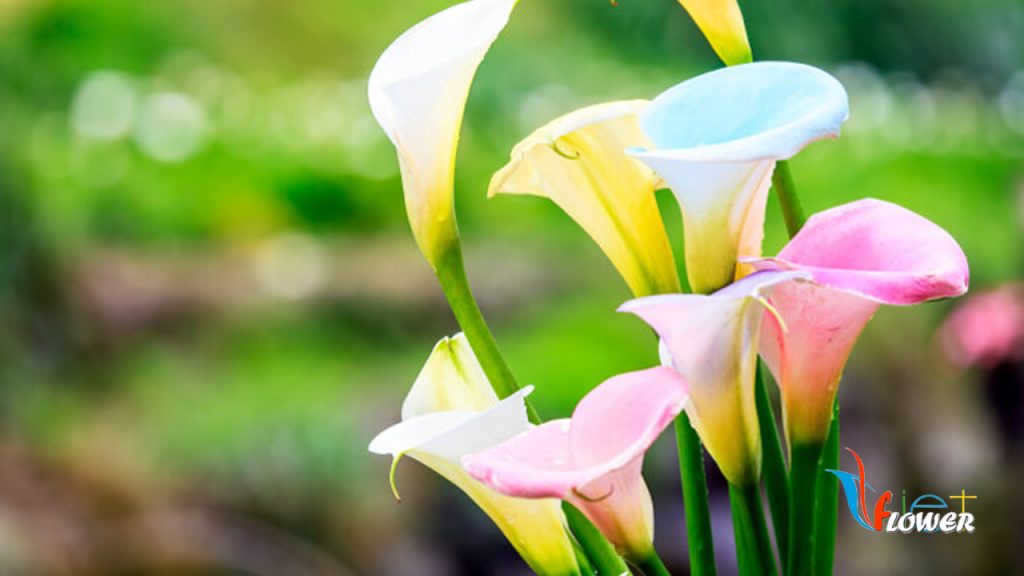 Ý nghĩa hoa Rum - Hoa Thuỷ vu